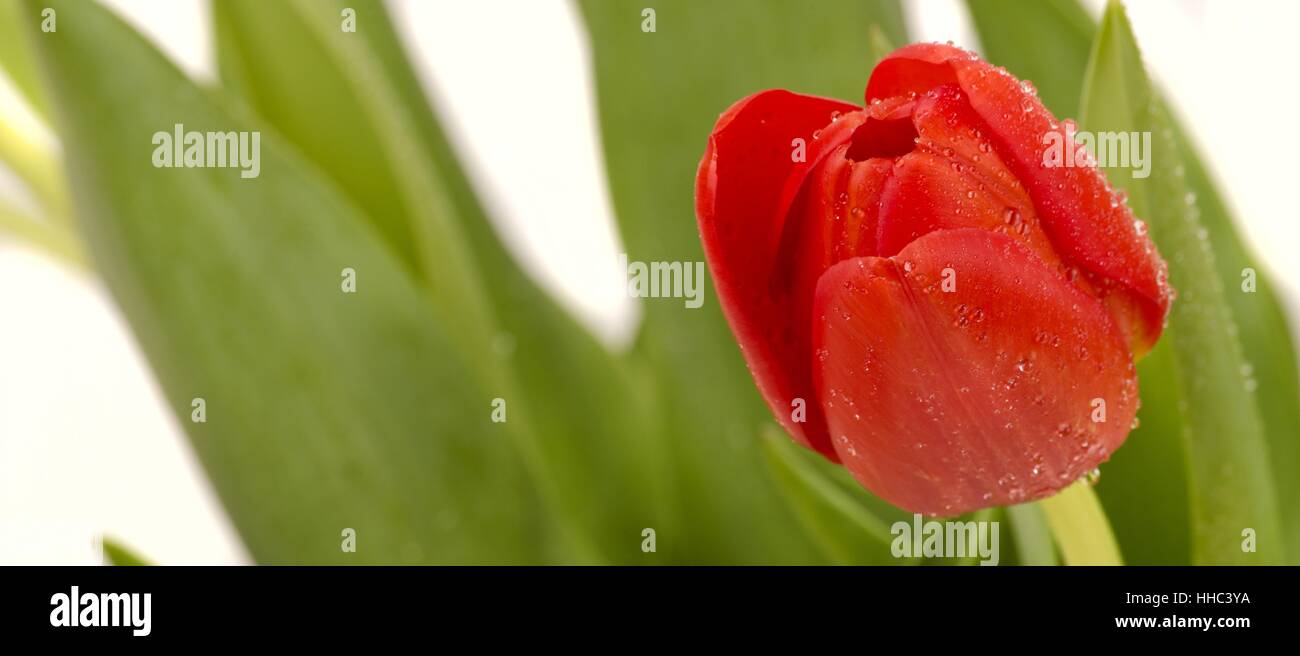 red tulip in panoramic format Stock Photo - Alamy