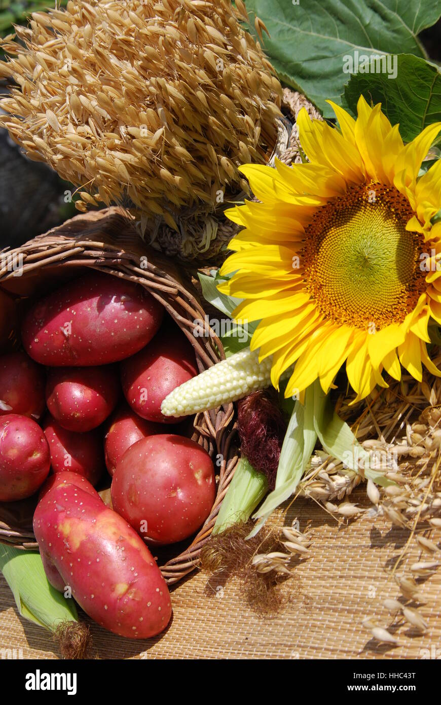 red, potato, potatoe, still life, food, aliment, eco, flower, plant ...
