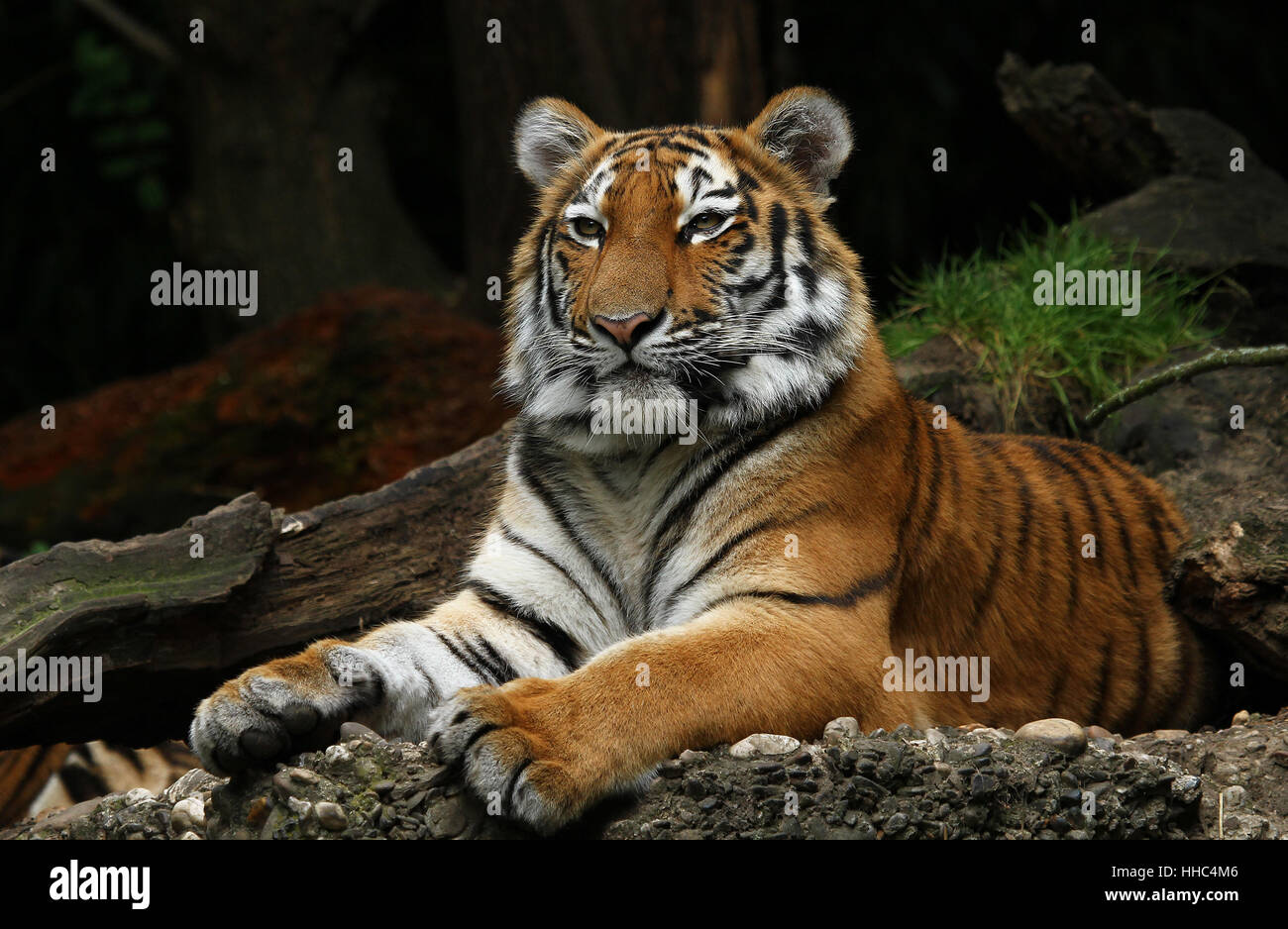 portrait, big cat, feline predator, look, glancing, see, view, looking ...