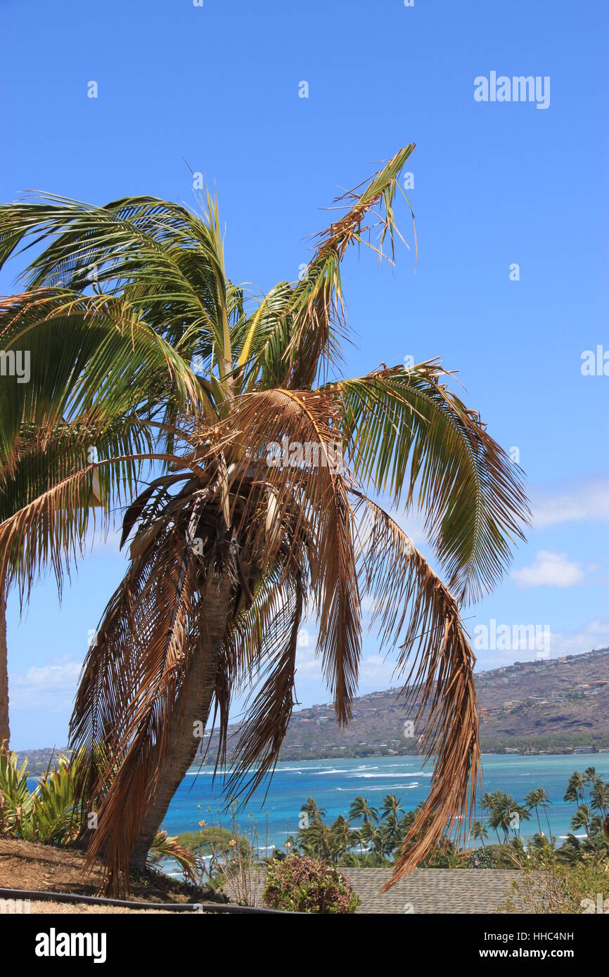 lava, vegetation, landscape, scenery, countryside, nature, hawaii, big ...