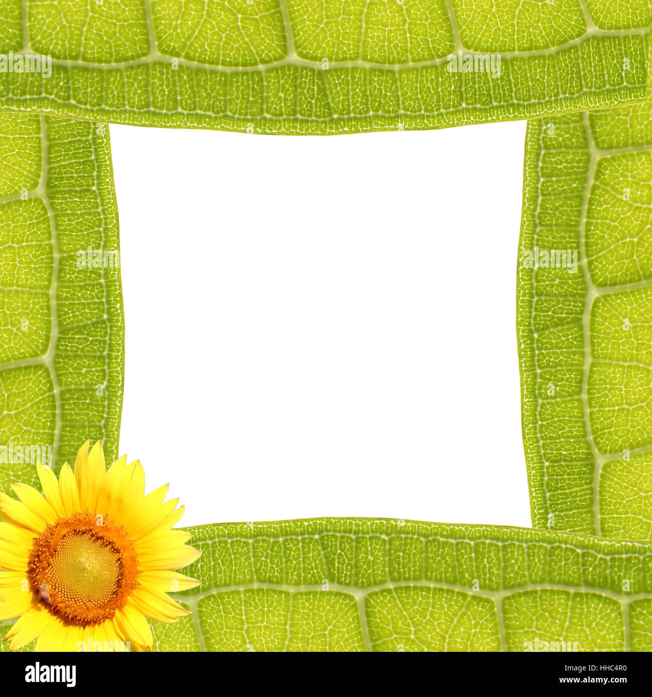 leaf, composition, space, frame, framework, nature, texture, beautiful ...