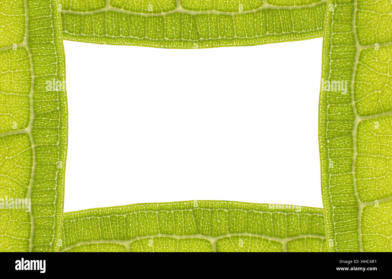 leaf, composition, space, frame, framework, nature, texture, beautiful ...