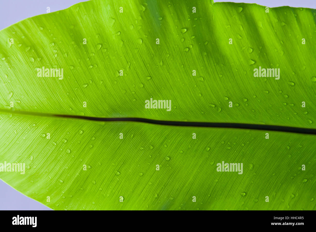 leaf, lawn, green, backdrop, background, nature, natural, beautiful ...