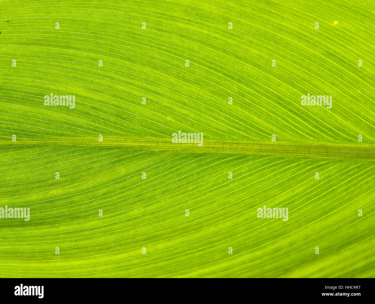 leaf, lawn, green, backdrop, background, nature, natural, beautiful ...
