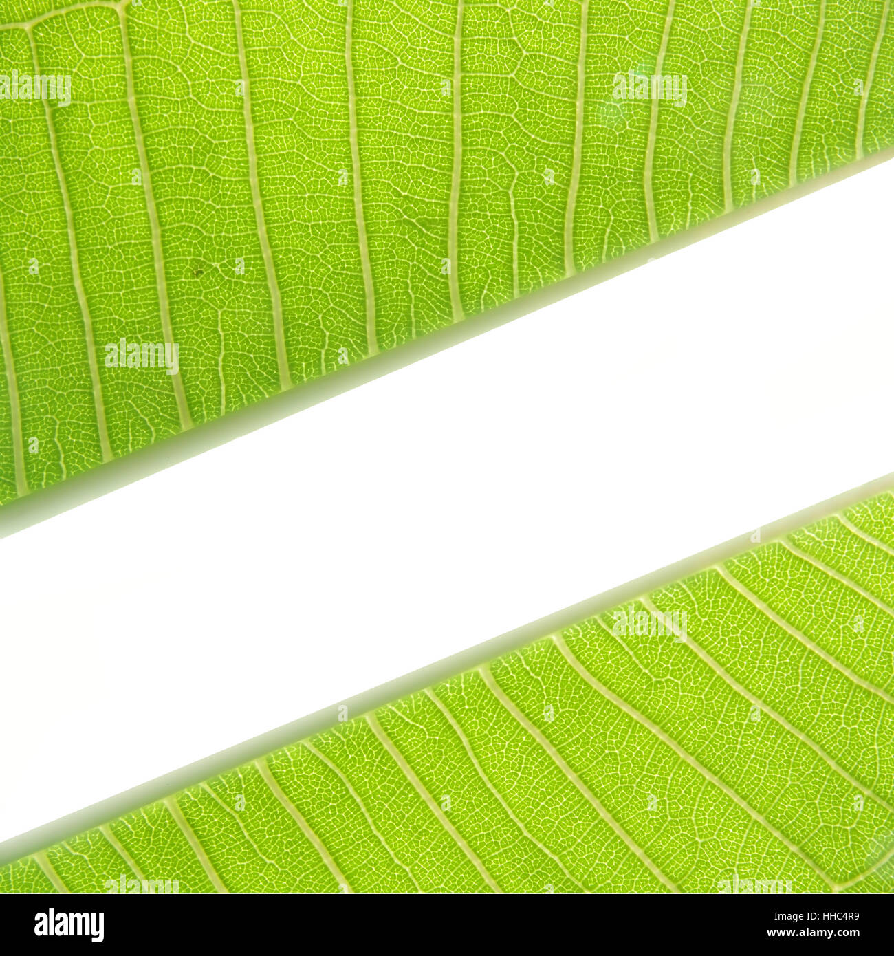 leaf, composition, space, frame, framework, nature, texture, beautiful ...