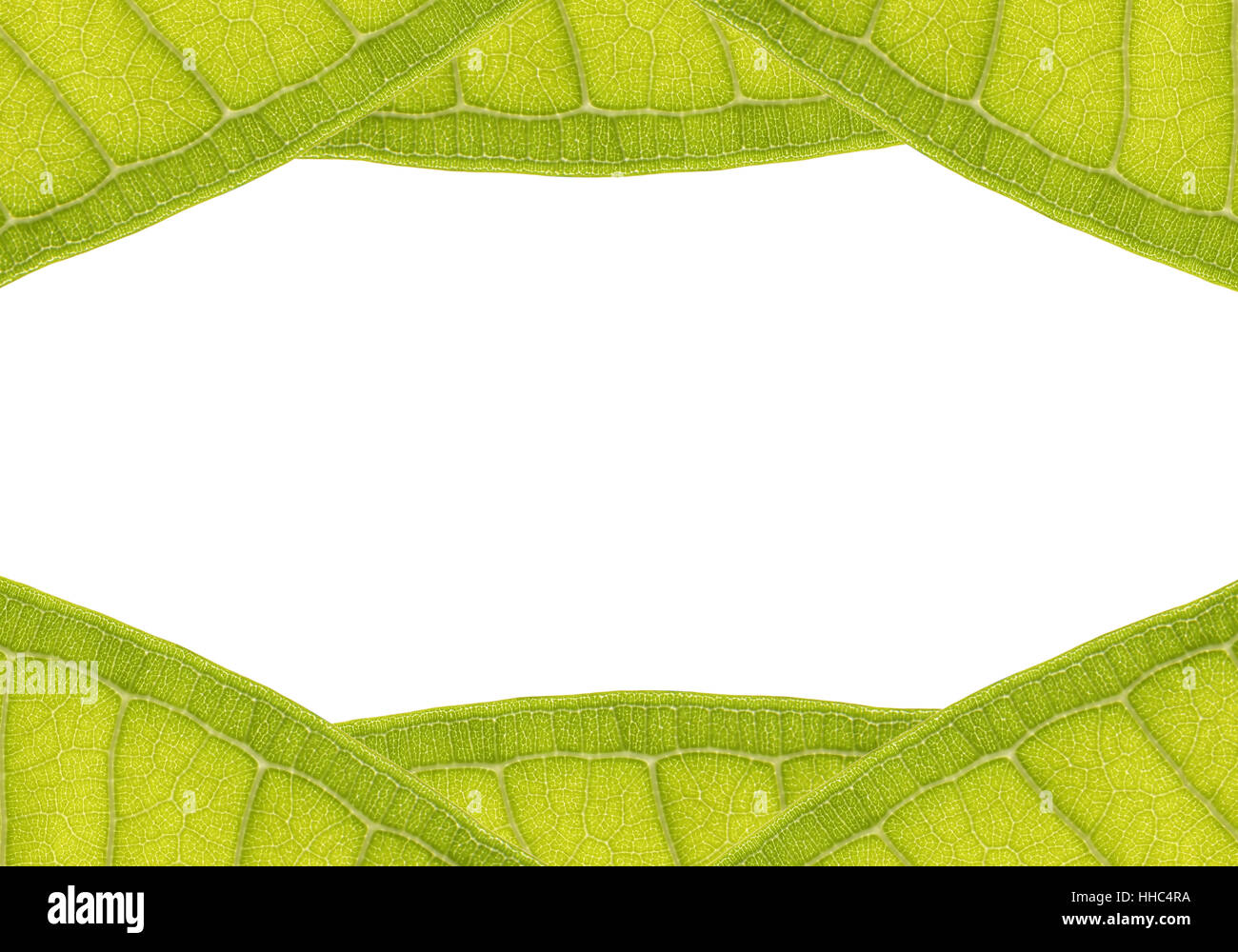 leaf, composition, space, frame, framework, nature, texture, beautiful ...