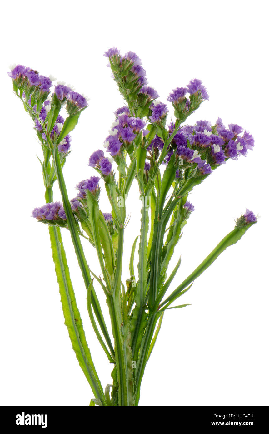 arrangement, isolated, colour, closeup, flower, plant, horizontal ...