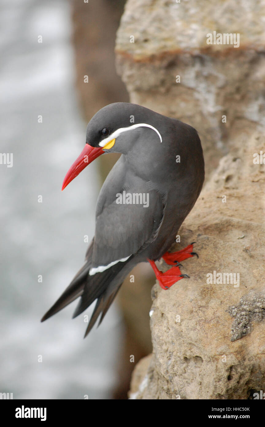 bird, longing, america, south, coast, peru, salt water, sea, ocean ...