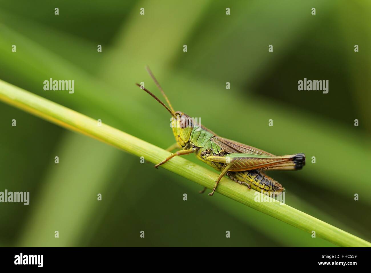 Grasshopper grass blades hi-res stock photography and images - Alamy