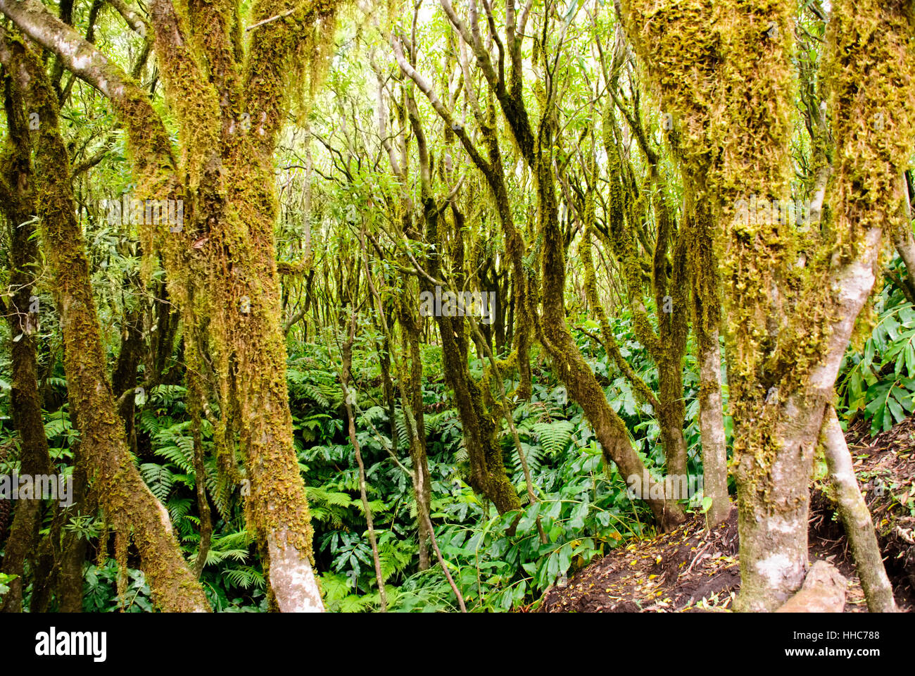 environment, enviroment, island, azores, lawn, green, forest, isle ...