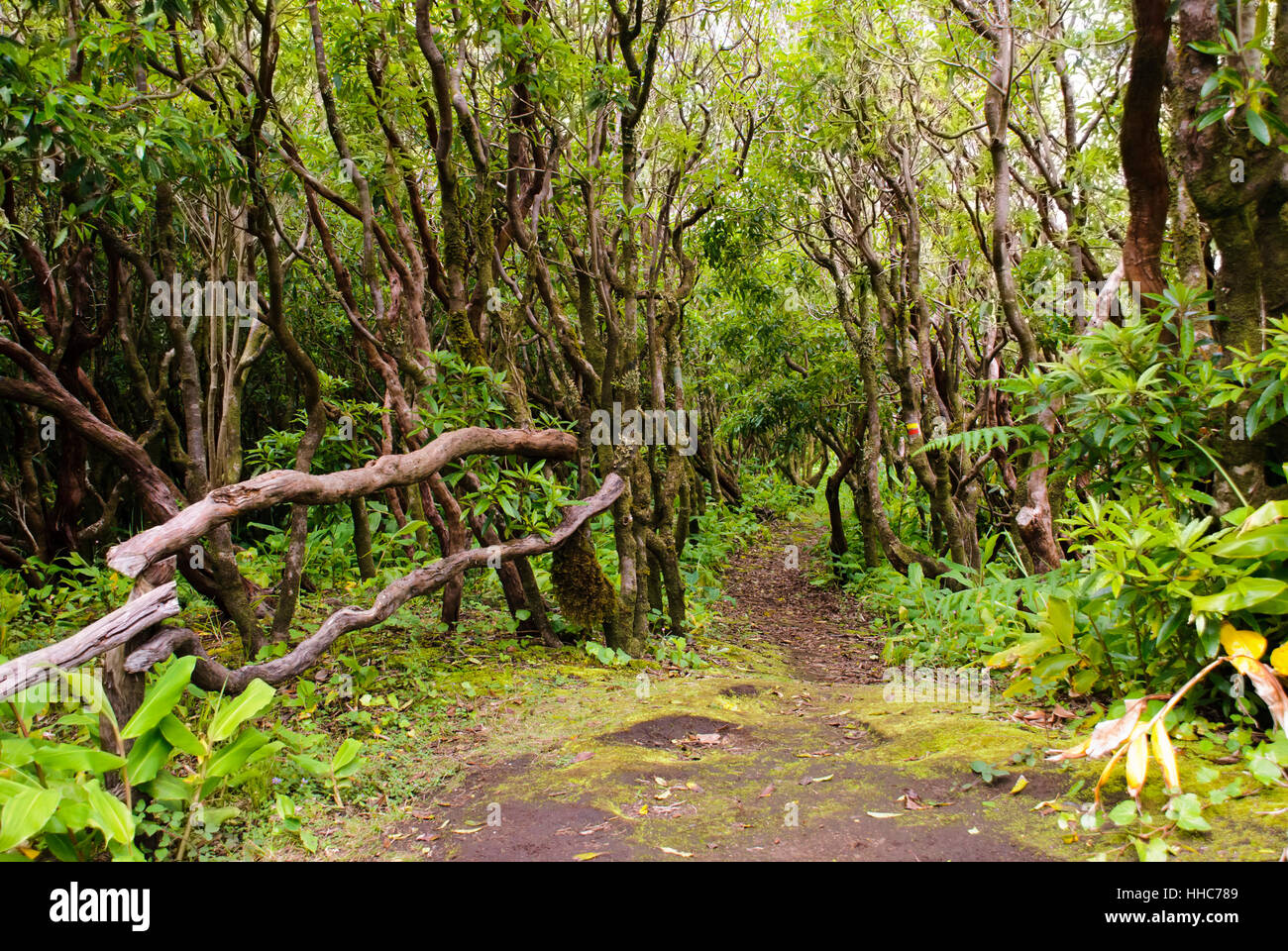 environment, enviroment, island, azores, lawn, green, forest, isle ...