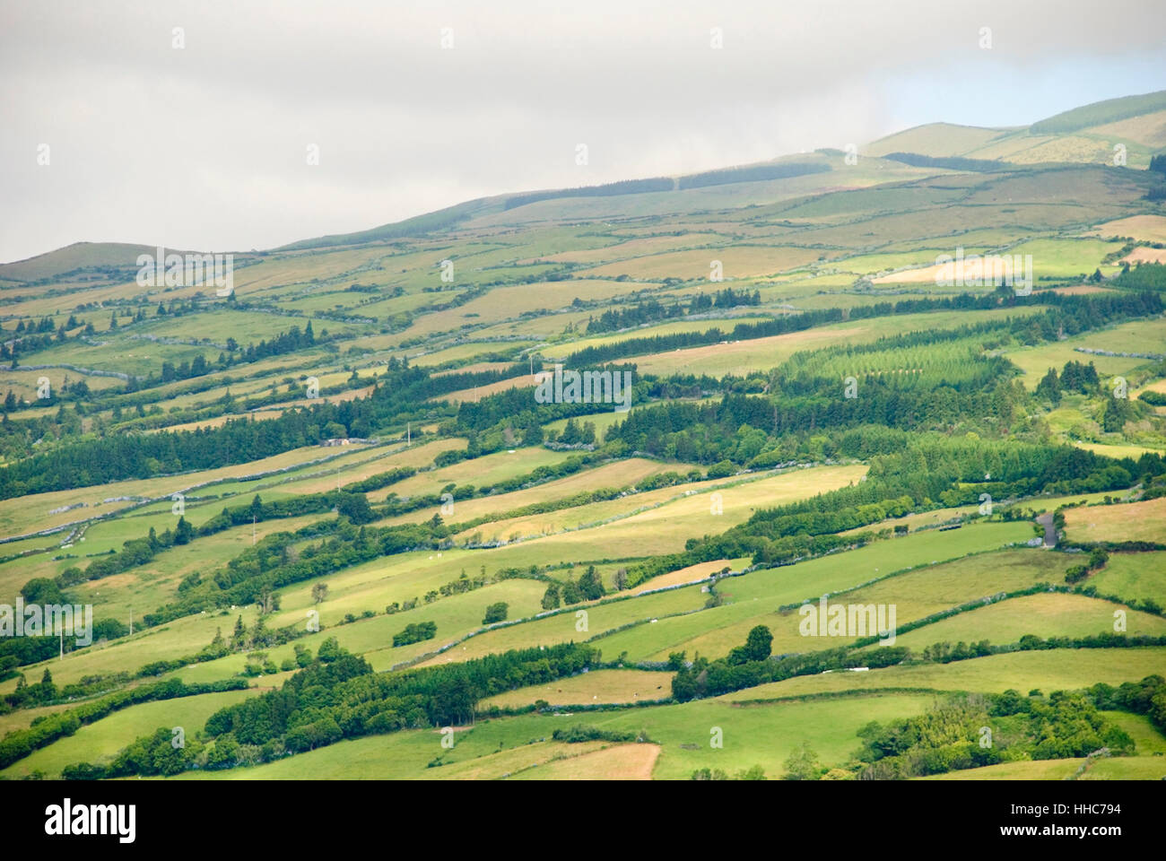 Azores hydrangea farm hi-res stock photography and images - Alamy
