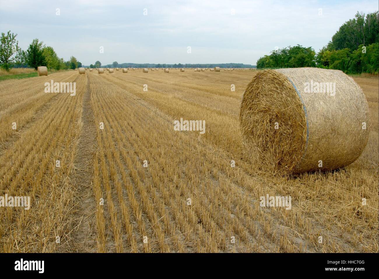 agriculture, farming, field, summer, summerly, harvest, farm, hay, land ...