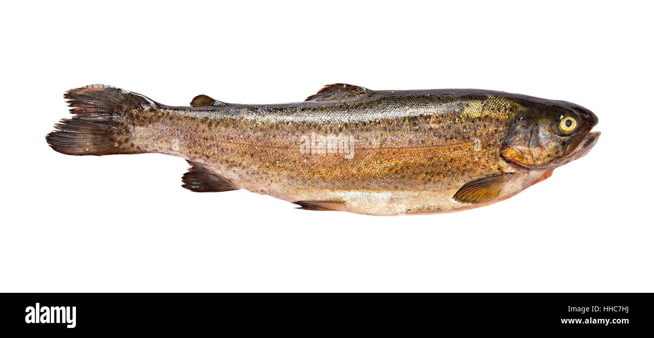 food, aliment, isolated, fish, trout, raw, dead, backdrop, background ...