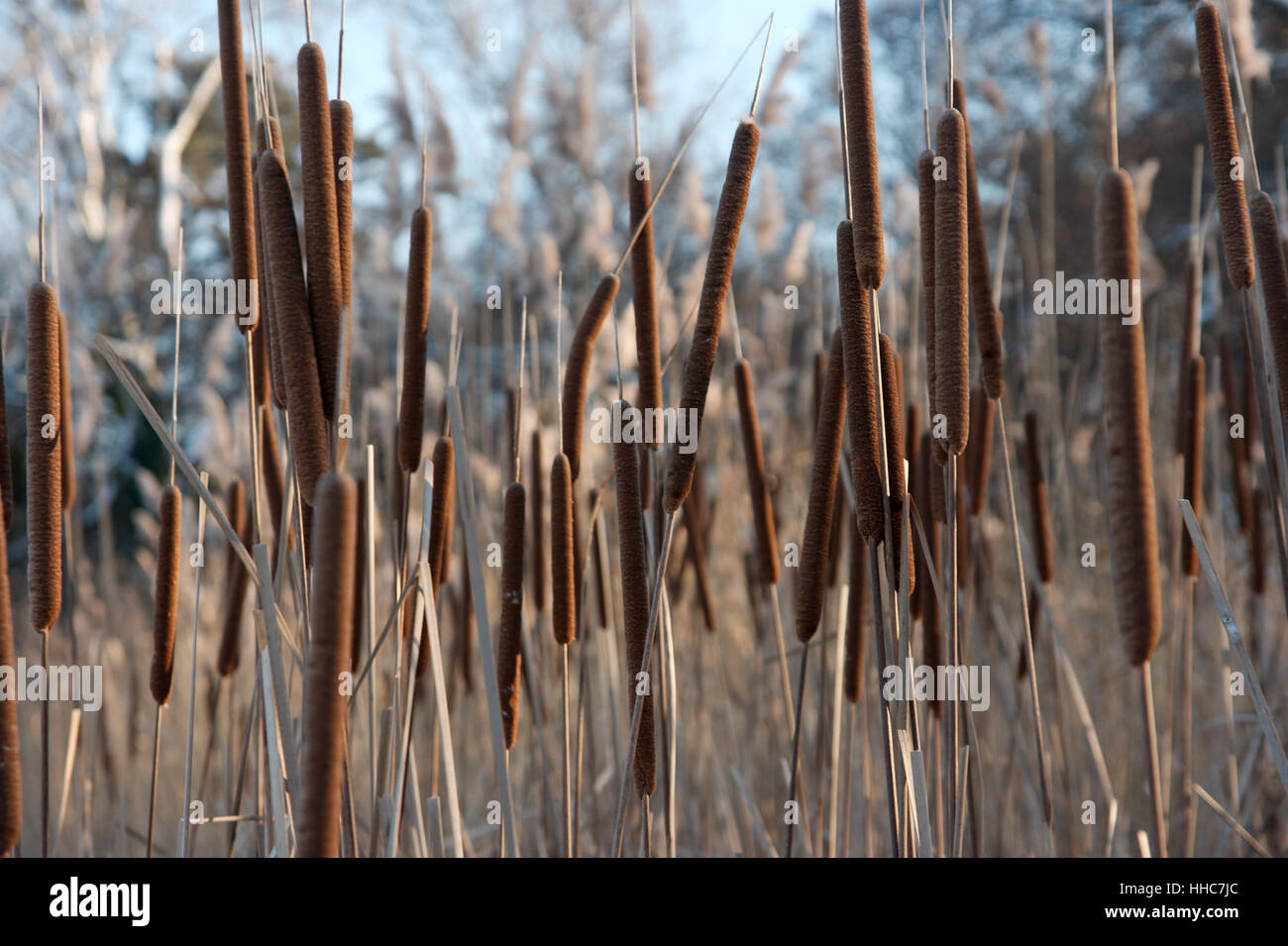 Bulrush plants in winter on a swampland Stock Photo - Alamy