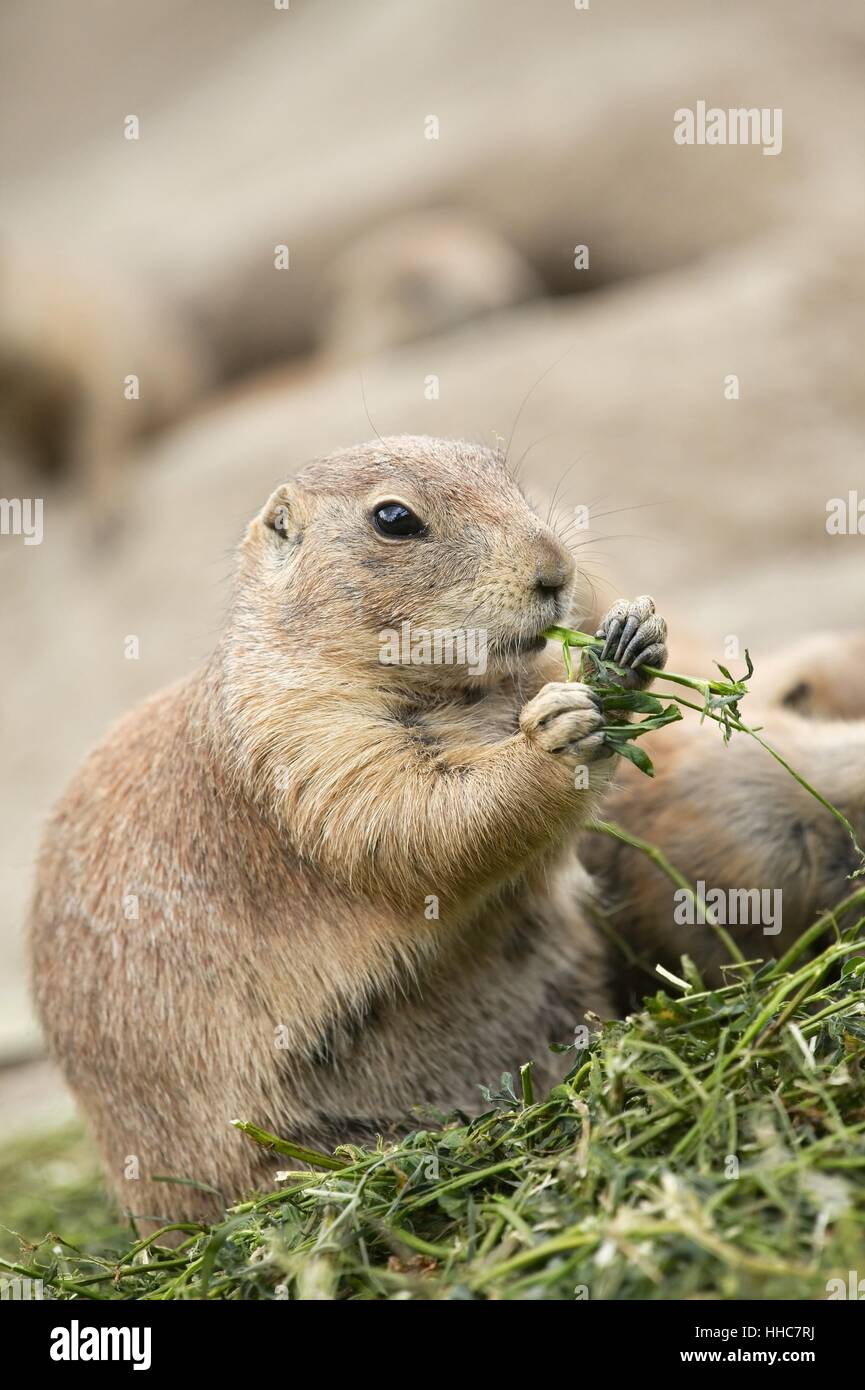 Prairie dog eating Stock Photo - Alamy