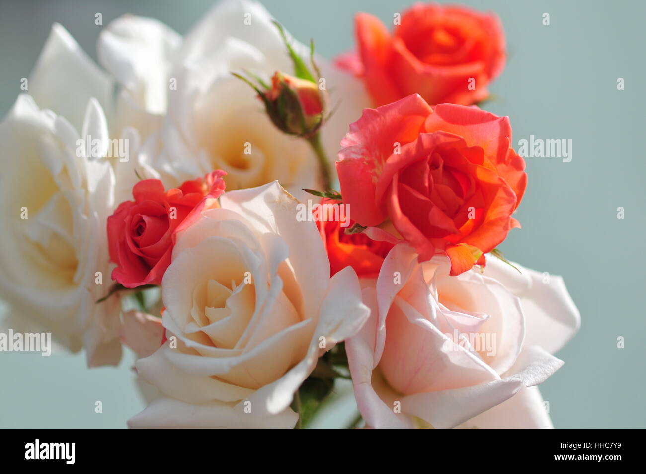 flower, rose, plant, love, in love, fell in love, pictogram, symbol ...