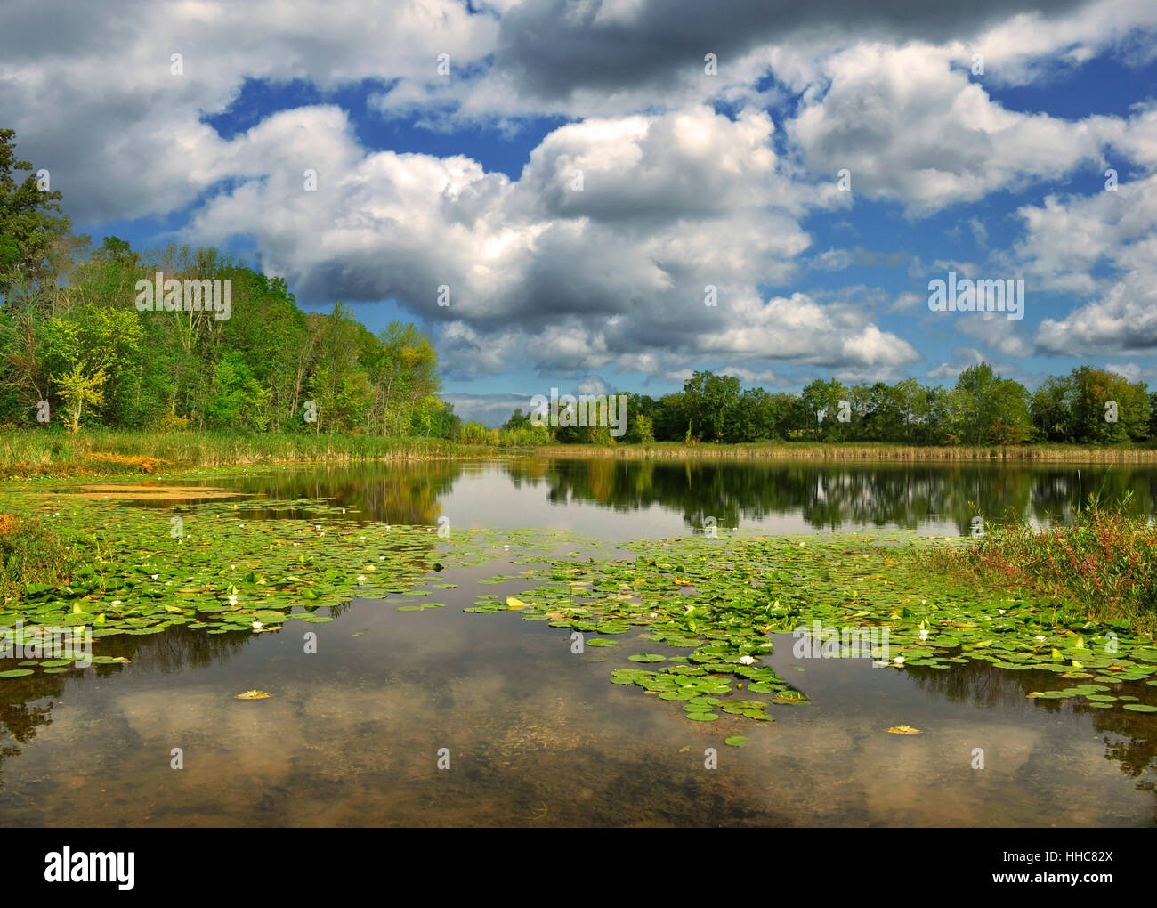 blue, tree, cloud, sight, view, outlook, perspective, vista, panorama ...