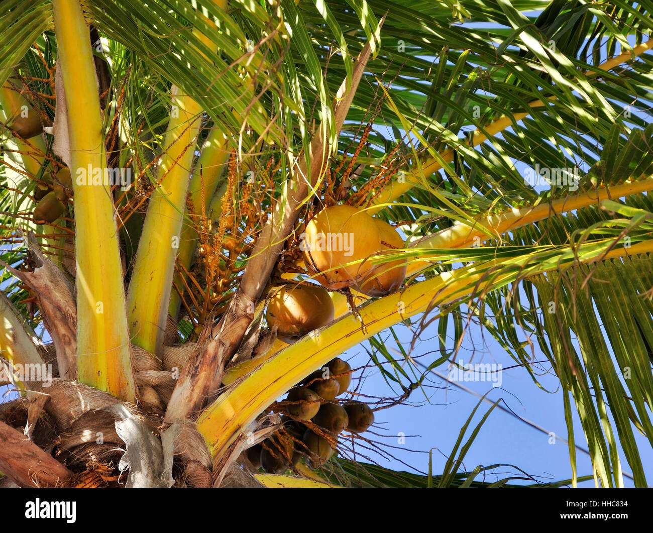 closeup, tree, nut, palm, bundle, bunch, plant, leaf, closeup, tree ...