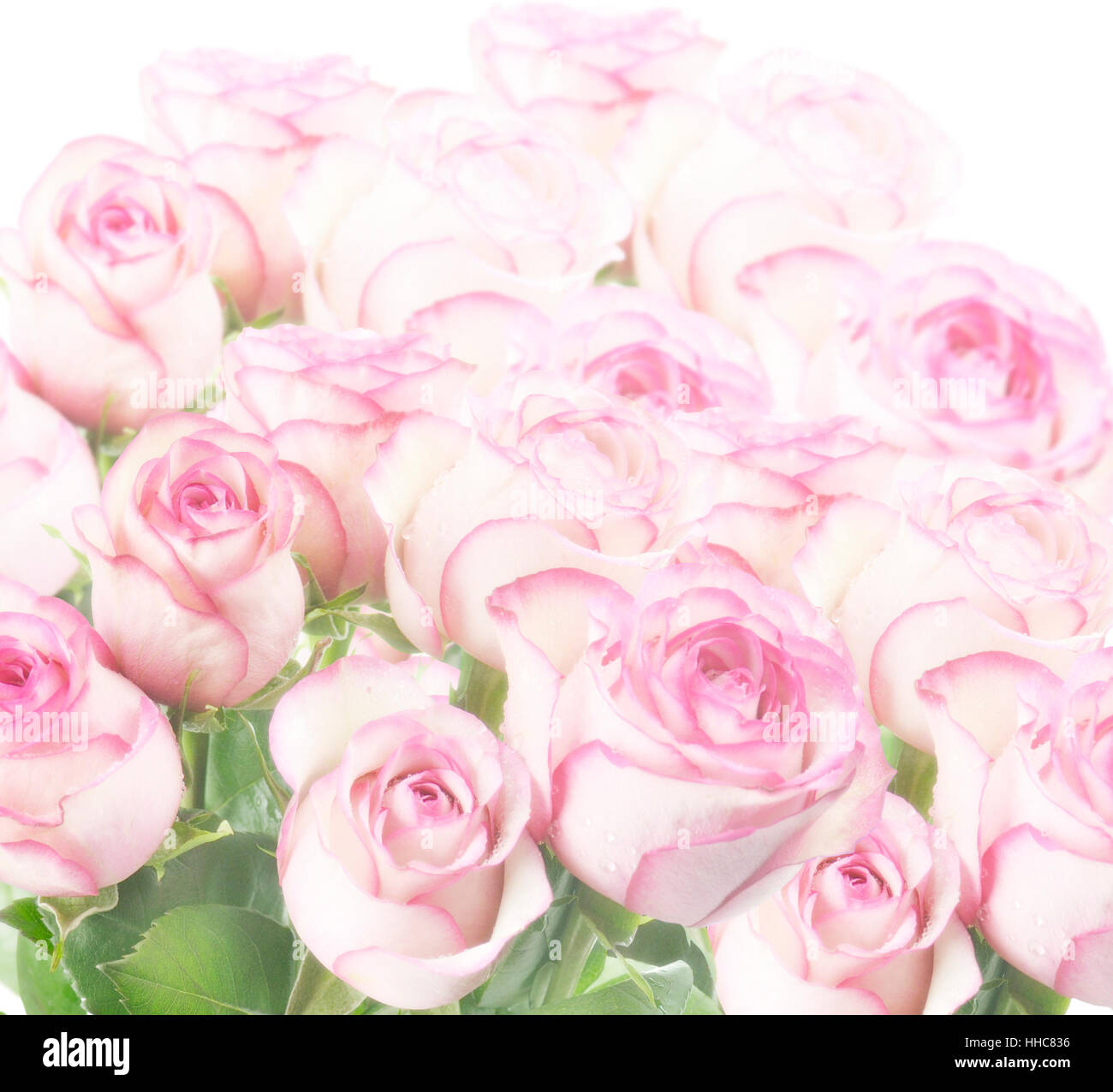 flower, rose, plant, flora, petal, pattern, floral, pink, nature, plant ...