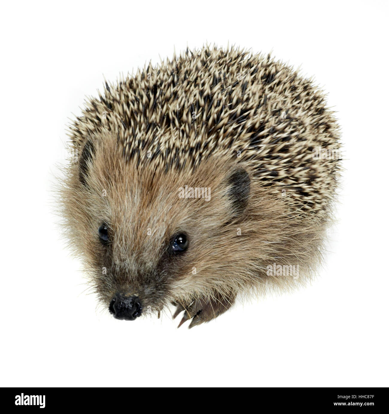 frontal shot of a young hedgehog. Studio photography in white back ...