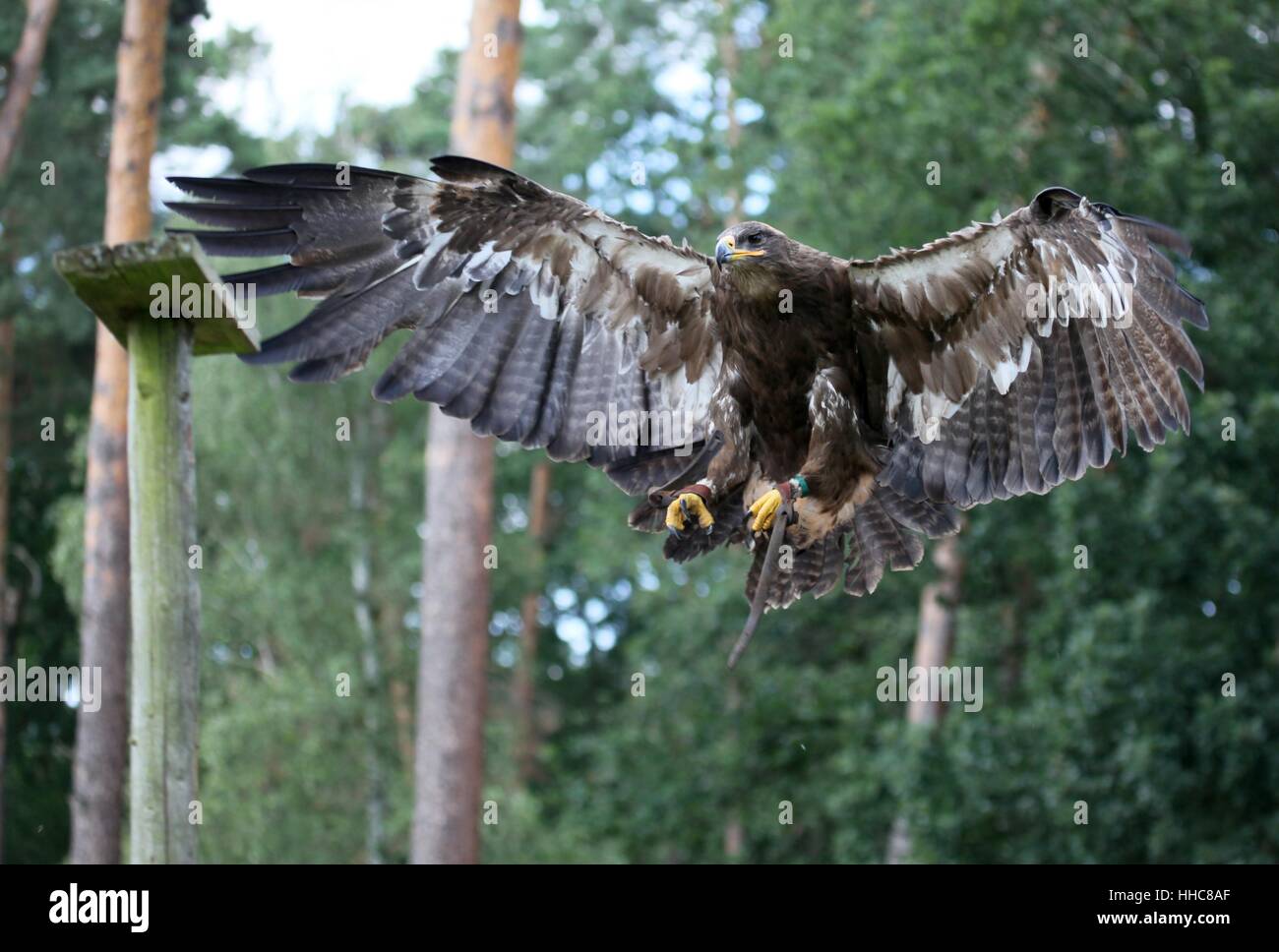 raptor, falconry, hunting, chase, raptor, falconry, hunting, chase ...