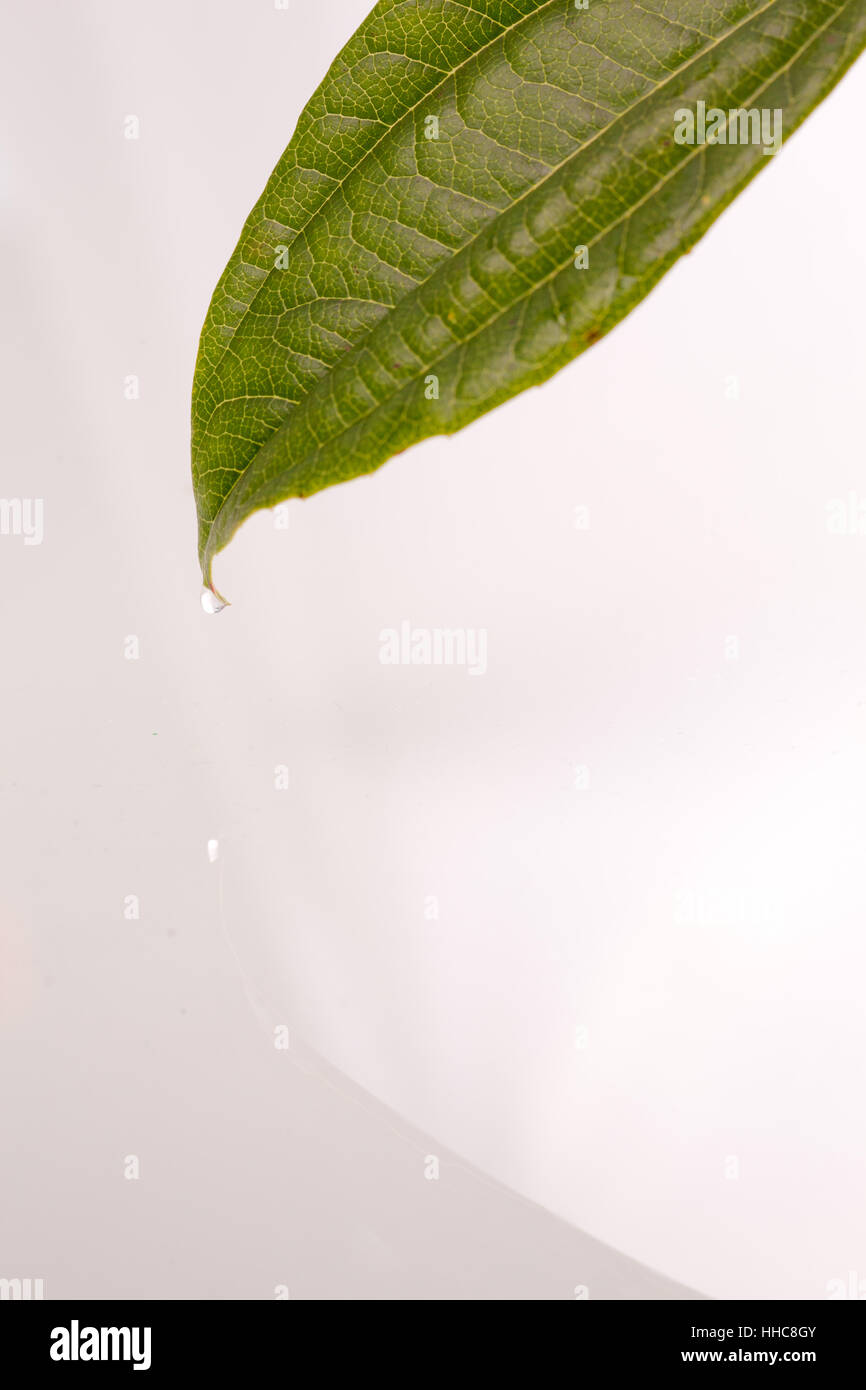 Leaf above a white background Stock Photo - Alamy