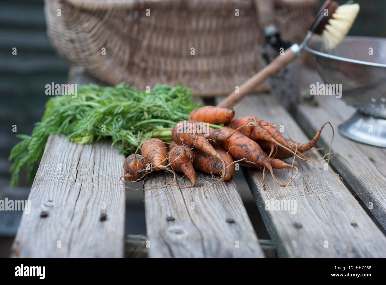 garden, carrots, gardening, nutrients, organic, biodynamic, orange ...