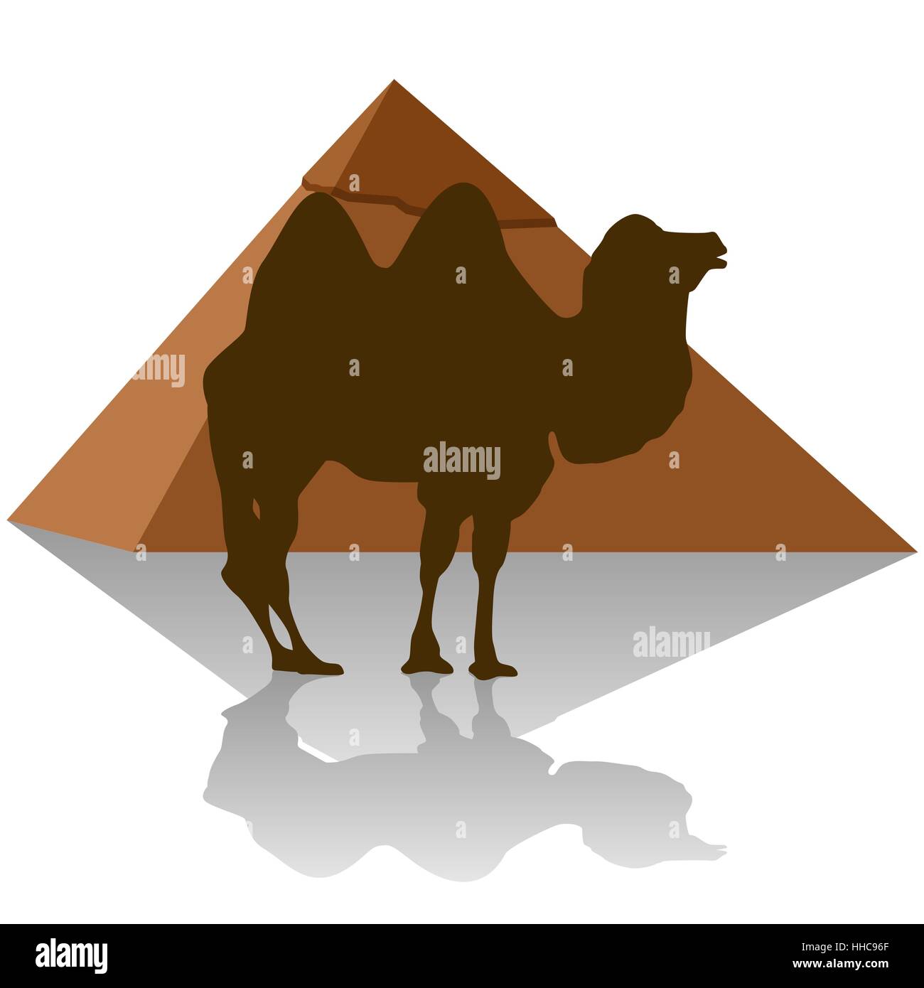 Camel on the background of the Egyptian pyramids. The illustration on a ...