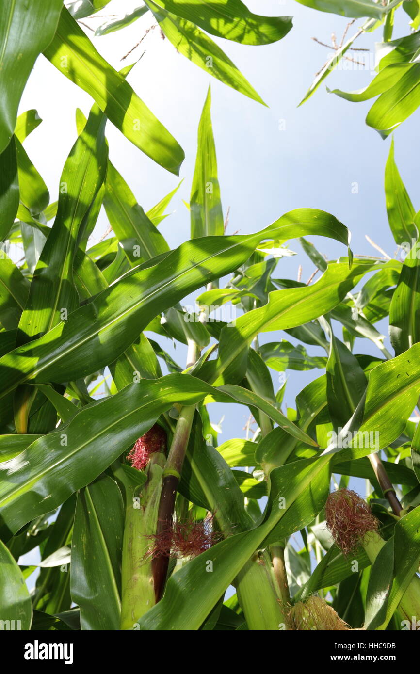 food, aliment, agriculture, farming, useful plant, field, raw material ...