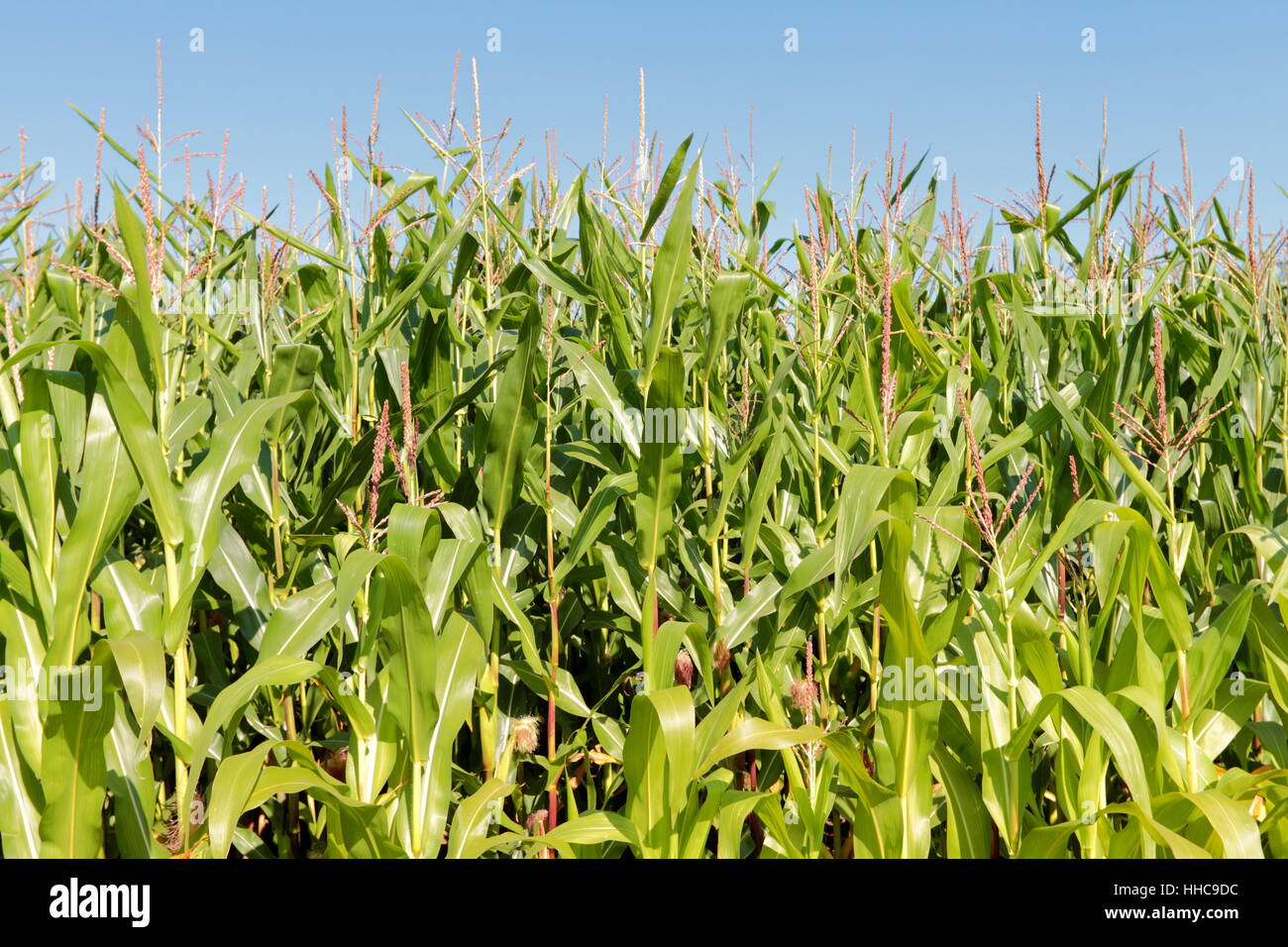 food, aliment, agriculture, farming, useful plant, field, raw material ...