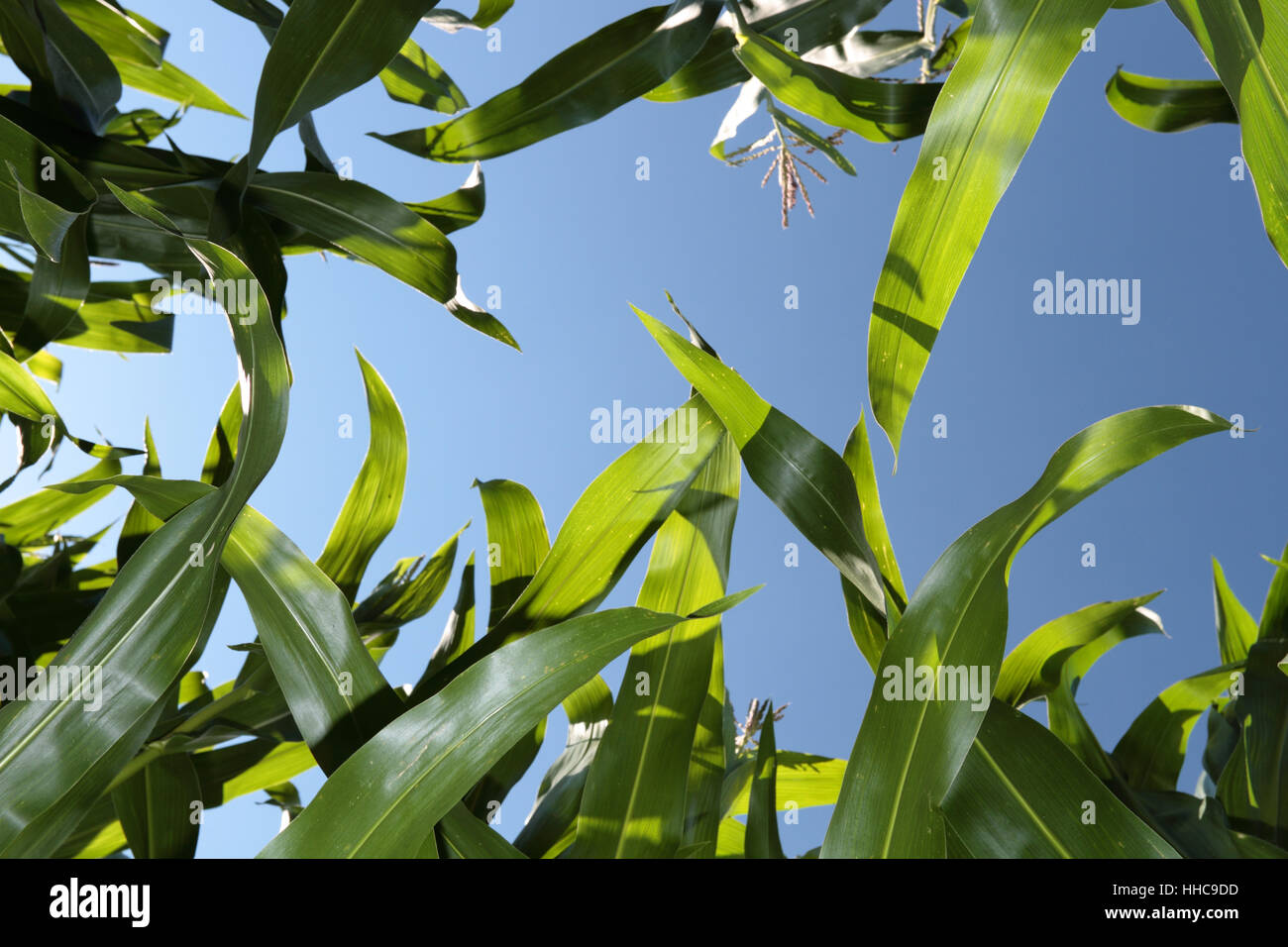 food, aliment, agriculture, farming, useful plant, field, raw material ...