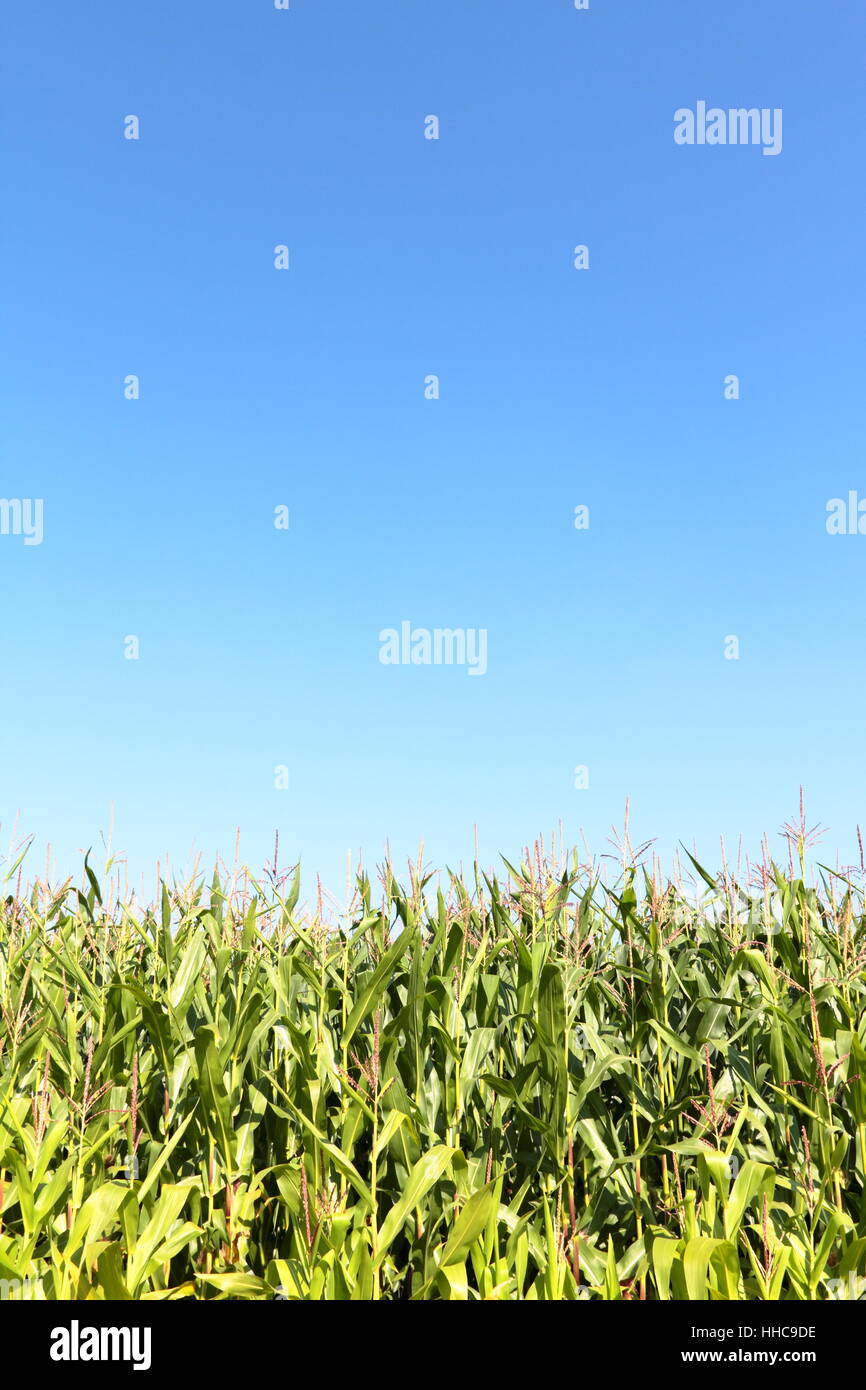 food, aliment, agriculture, farming, useful plant, field, raw material ...