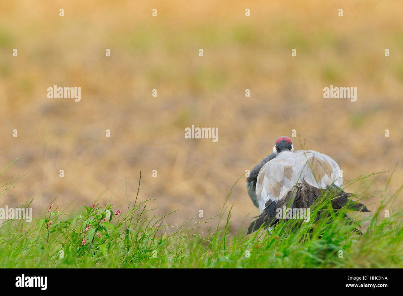 bird, birds, crane, break, rest, pause, animal, bird, birds, summer ...