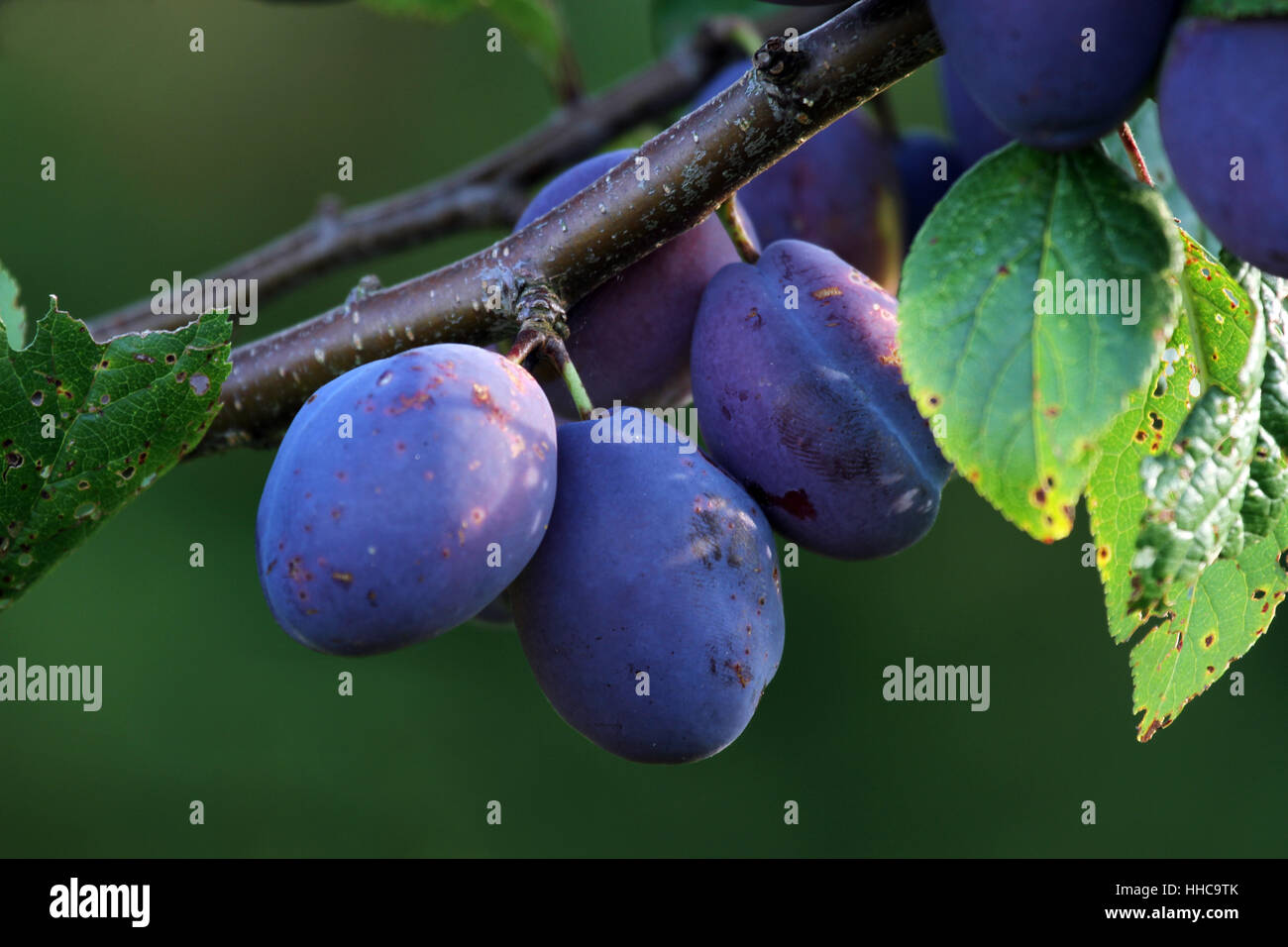 tree, pome, fruit, purple, harvest time, plums, healthy, tree, pome ...