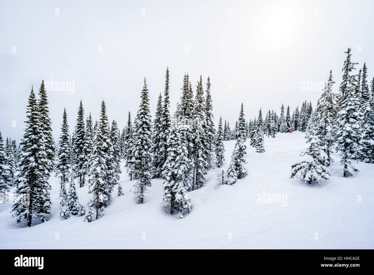 Skiing amidst Snow Covered Pine Trees in the High Alpine on the Ski ...