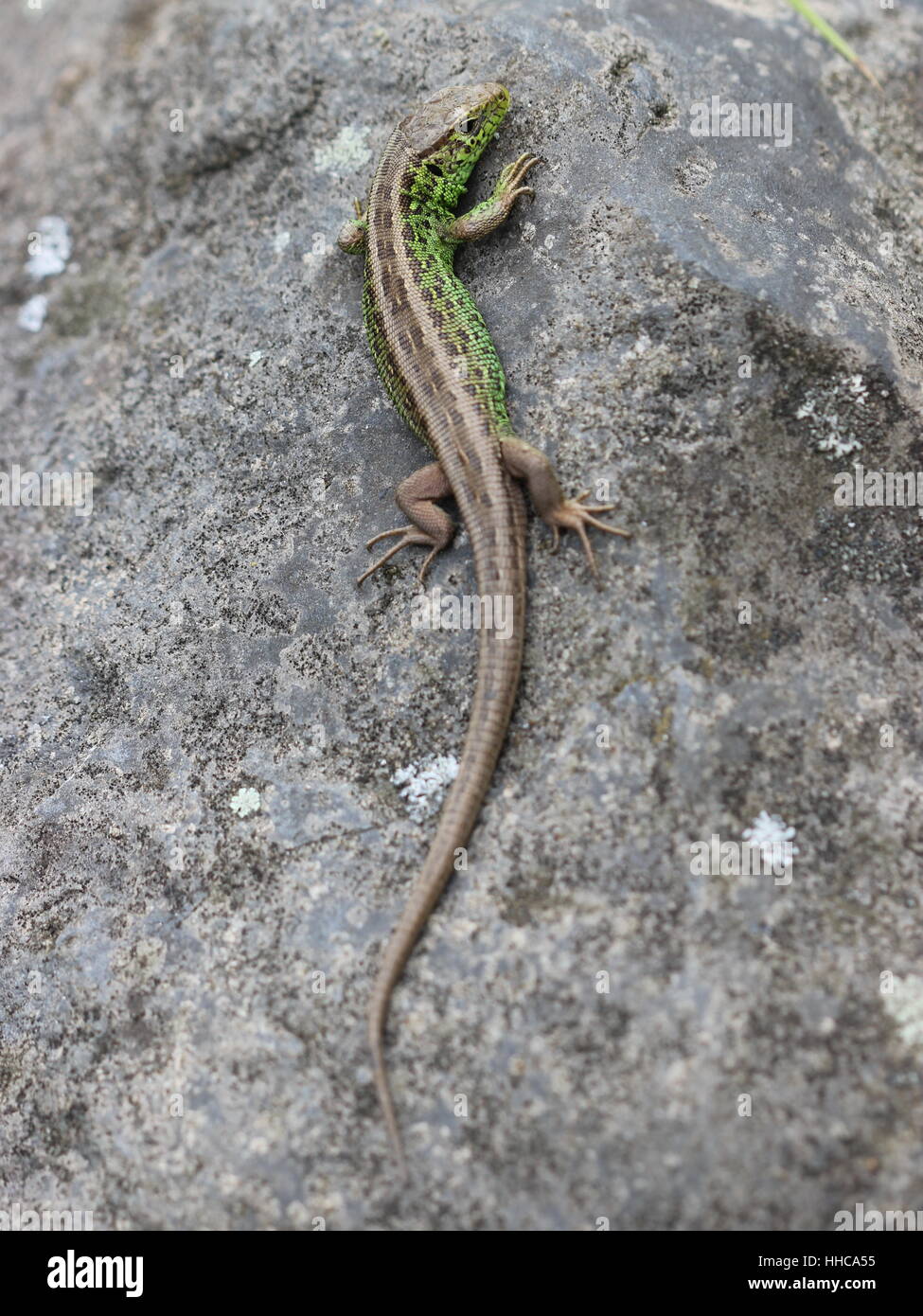 sand lizard on stone Stock Photo - Alamy