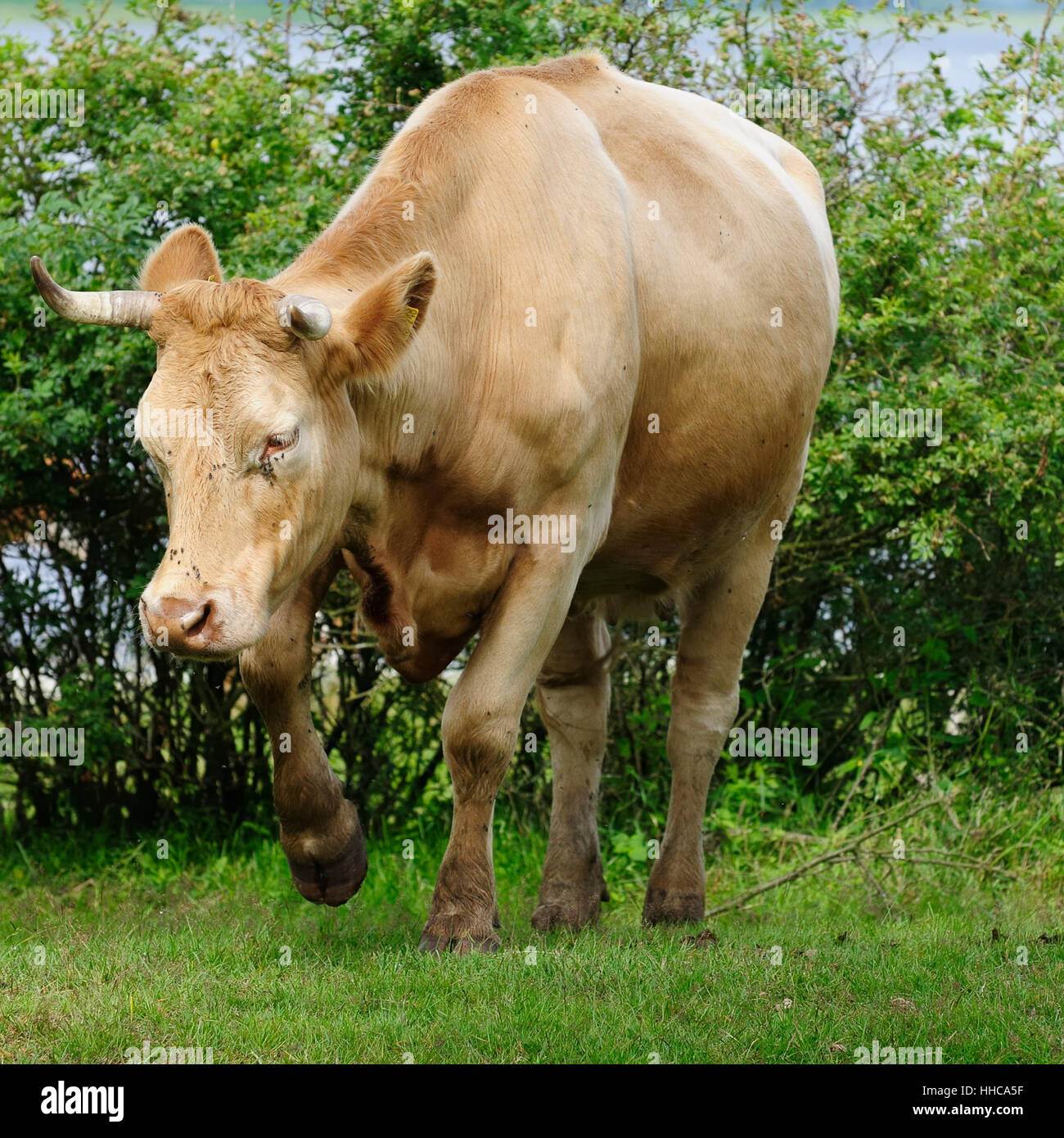 cow, bovine, bulls, cows, cattle, bull, brown, brownish, brunette, bull ...