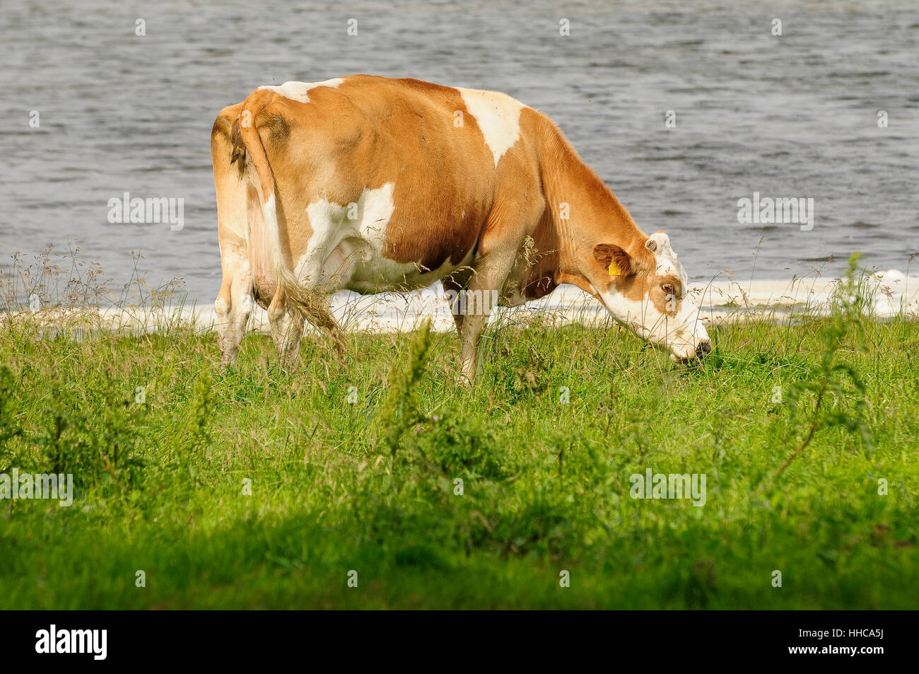 cow, bovine, bulls, cows, cattle, bull, brown, brownish, brunette, bull ...