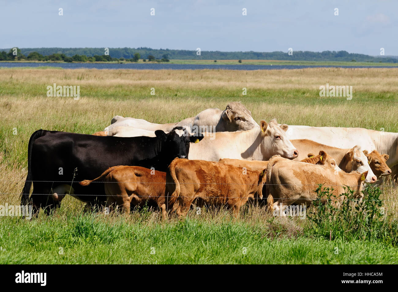 cow, bovine, bulls, cows, cattle, bull, brown, brownish, brunette, bull ...
