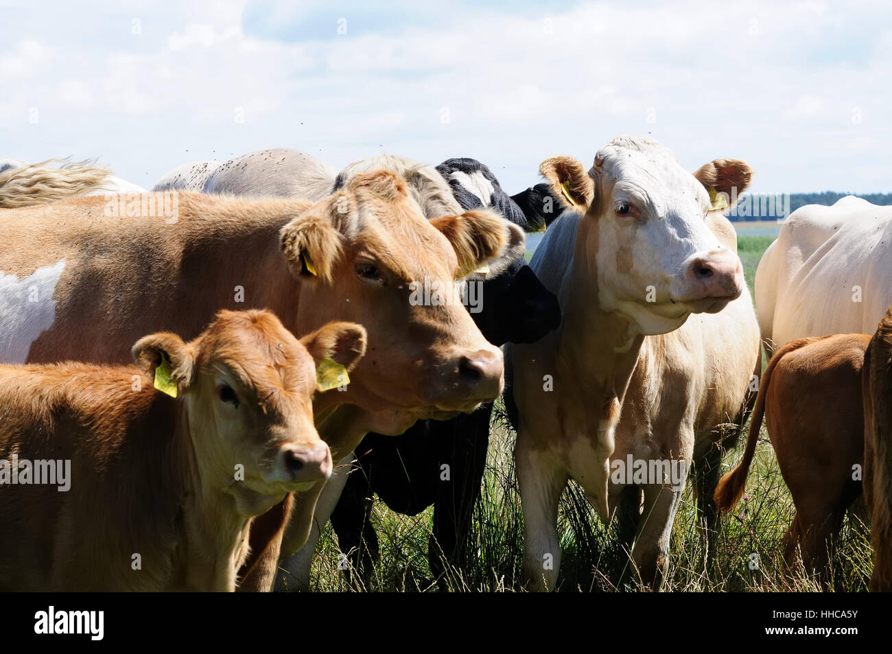 cow, bovine, bulls, cows, cattle, bull, brown, brownish, brunette, bull ...