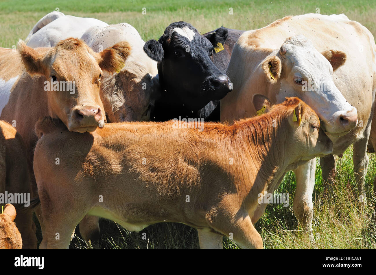 Jerseyrinder hi-res stock photography and images - Alamy