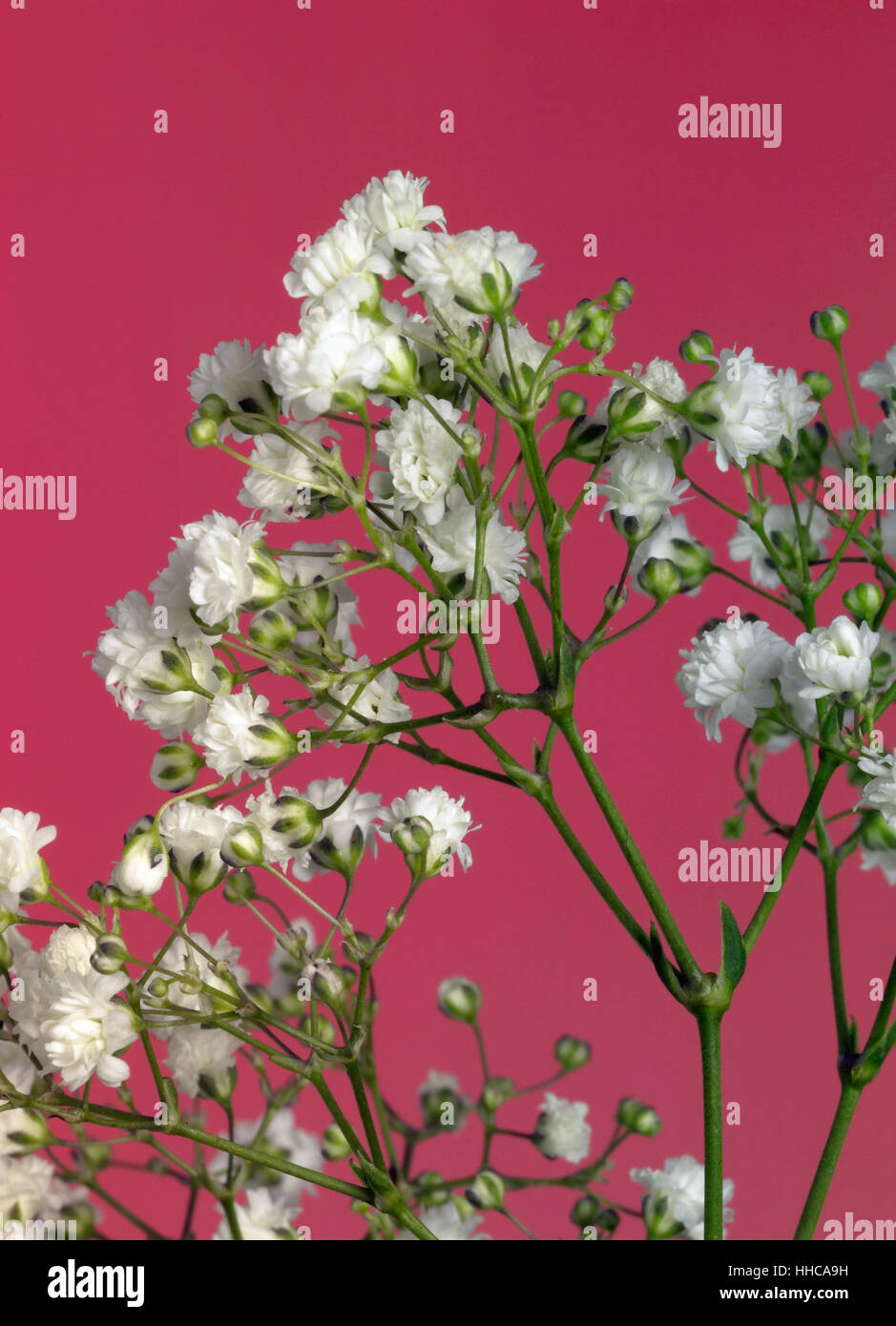 flower, plant, piece, section, segment, part, area, macro, close-up ...