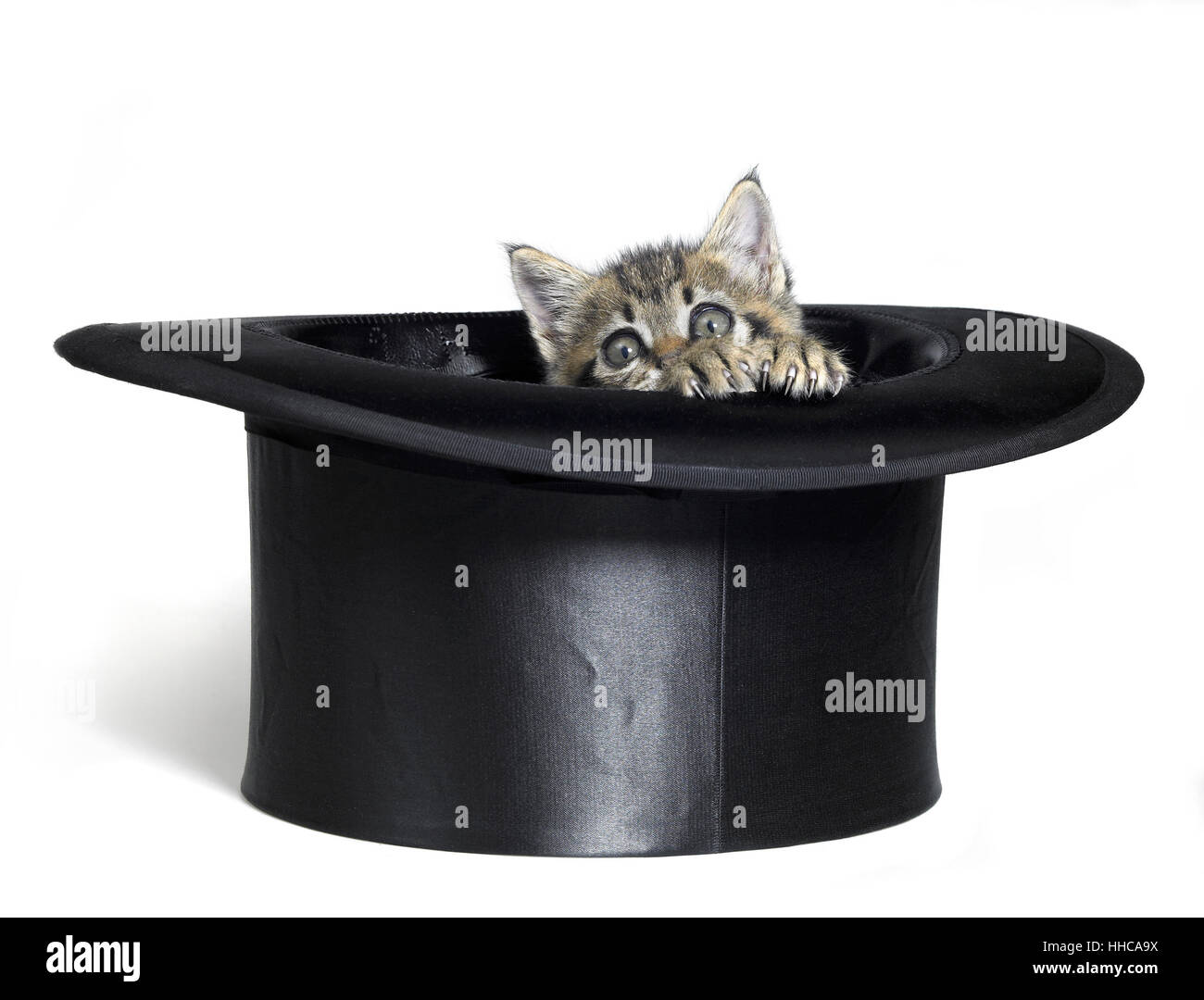 kitten hiding in top hat Stock Photo - Alamy