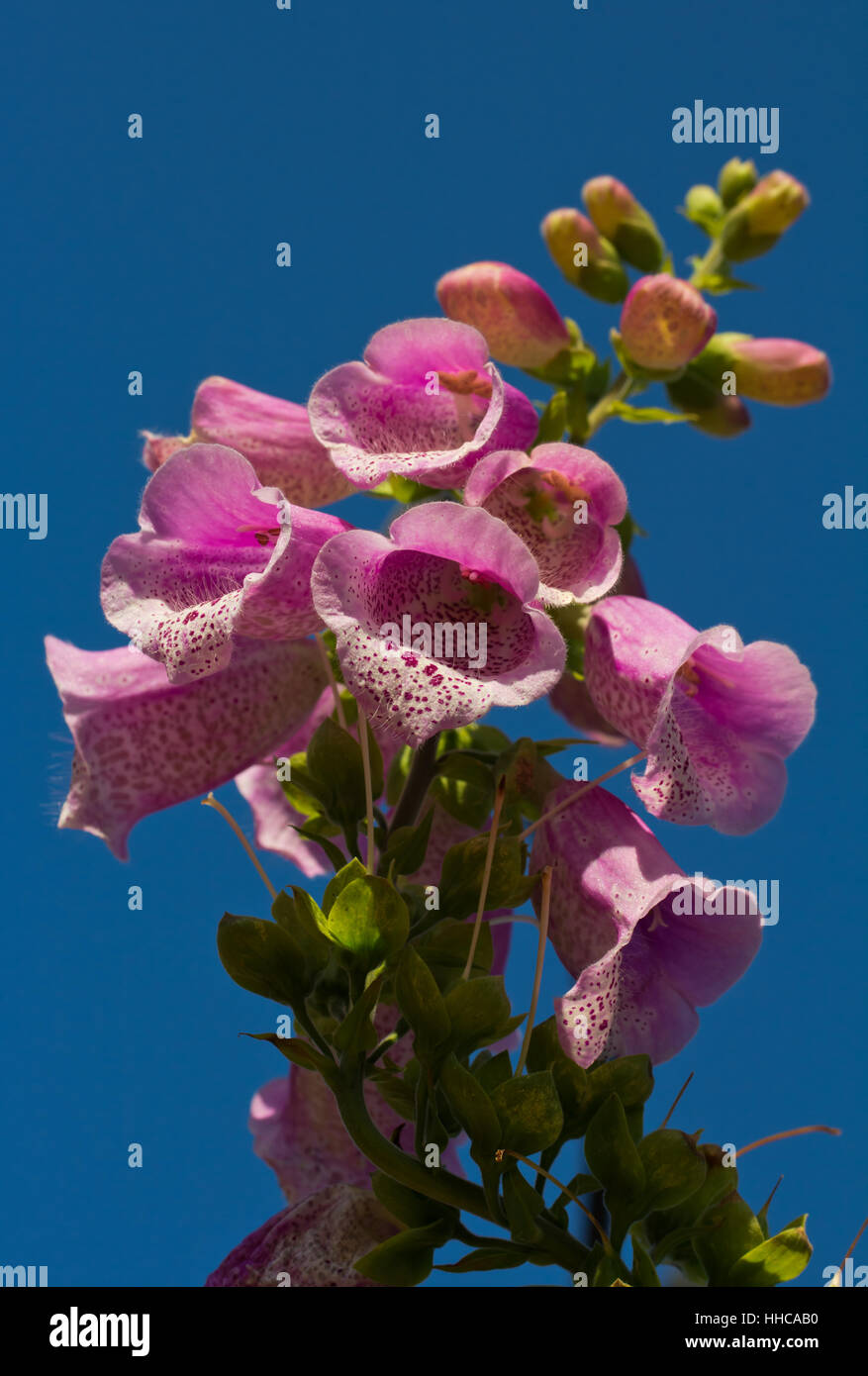 single, garden, flower, plant, wild, flowers, flora, botany, summer ...