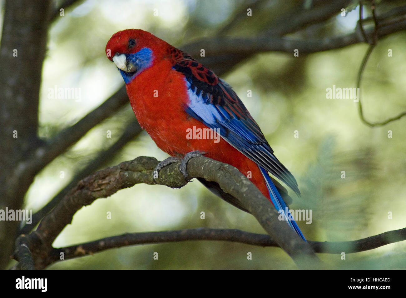 Australian Mountain Parrot Stock Photo - Alamy