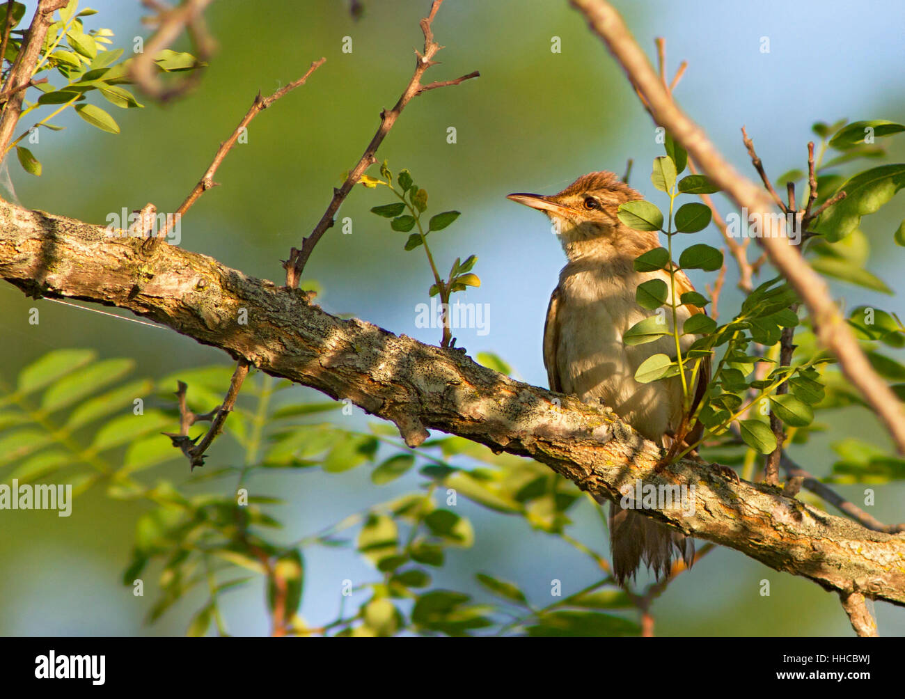 birds, cane, ponds, reed, birds, cane, bamboo, ponds, reed, warbler ...