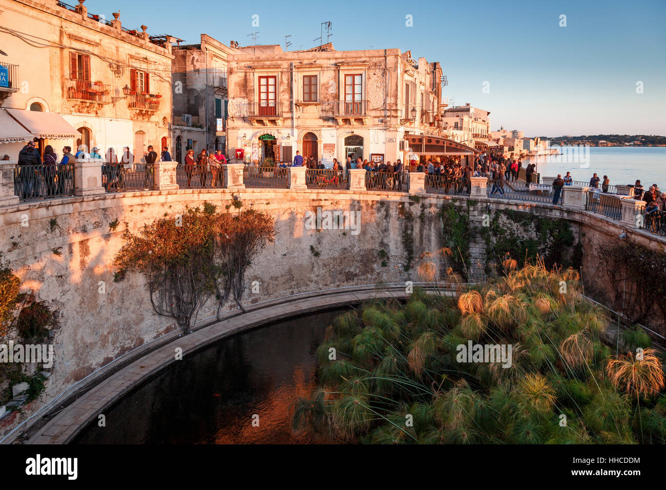 Papyrus in the fountain of Arethusa, Syracuse, Sicily, Italy Stock ...