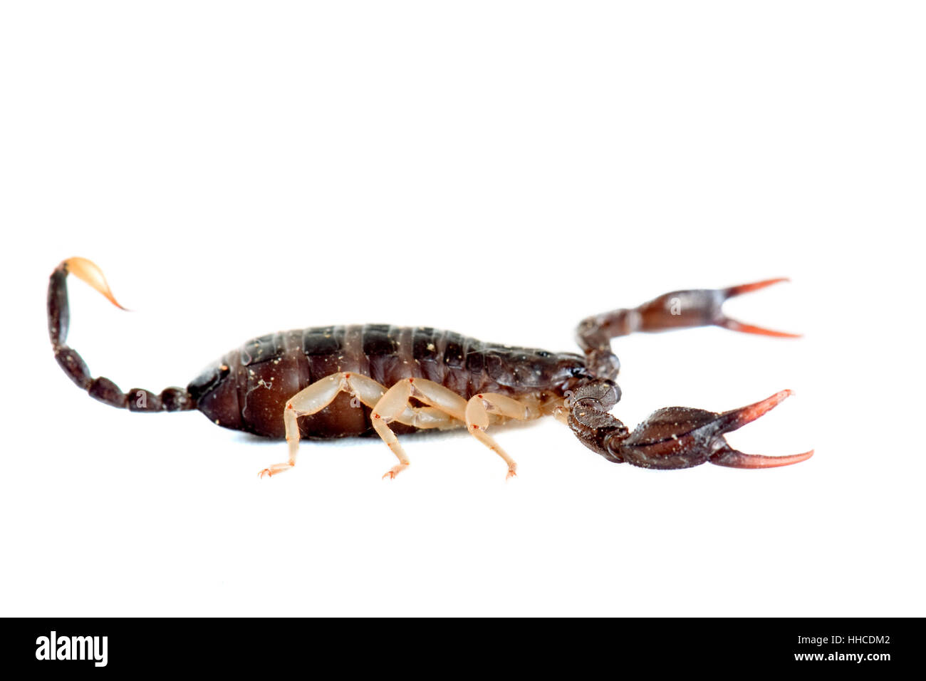 brown scorpion isolated on a white background Stock Photo - Alamy