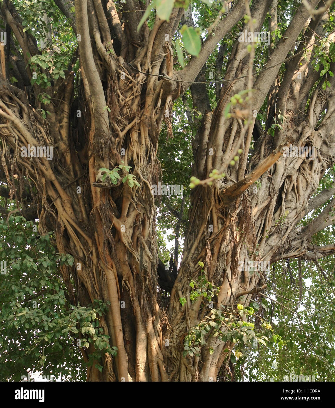tree in india Stock Photo - Alamy